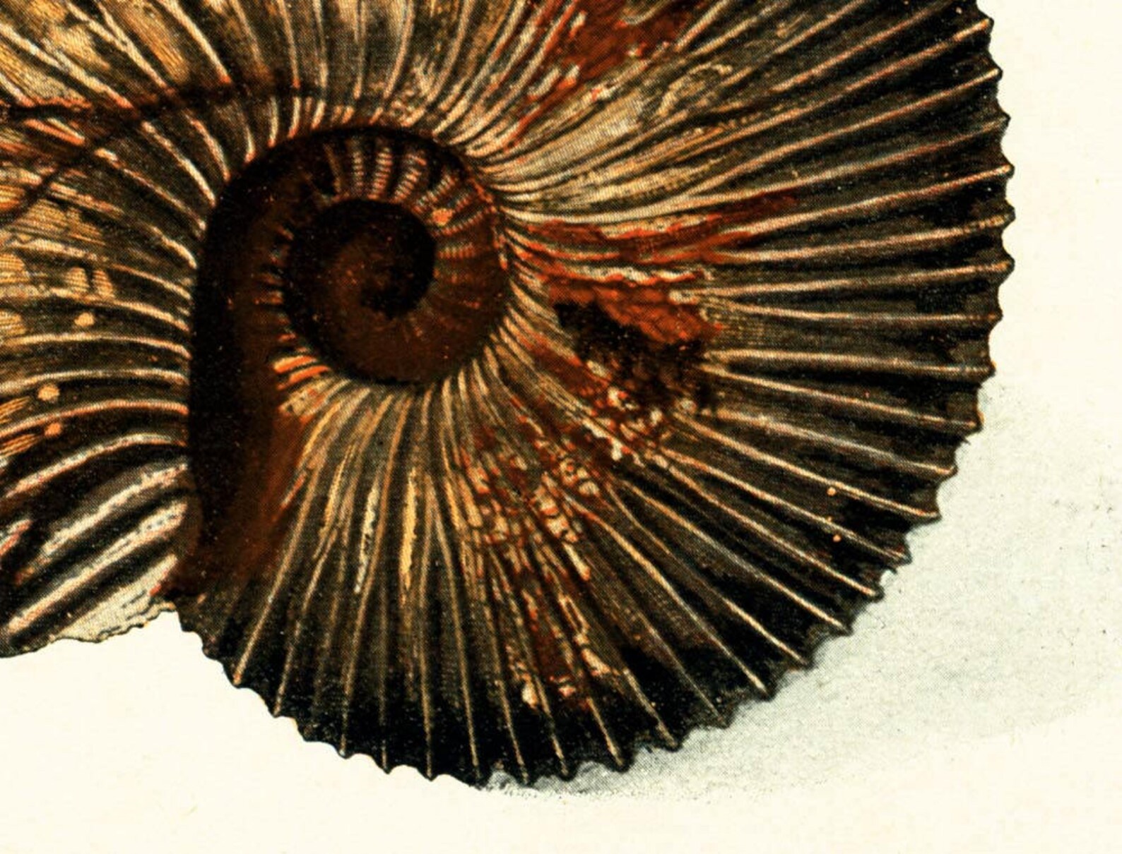 1908 Antique Ammonite Crawfish Print Original Antique Fossil - Etsy