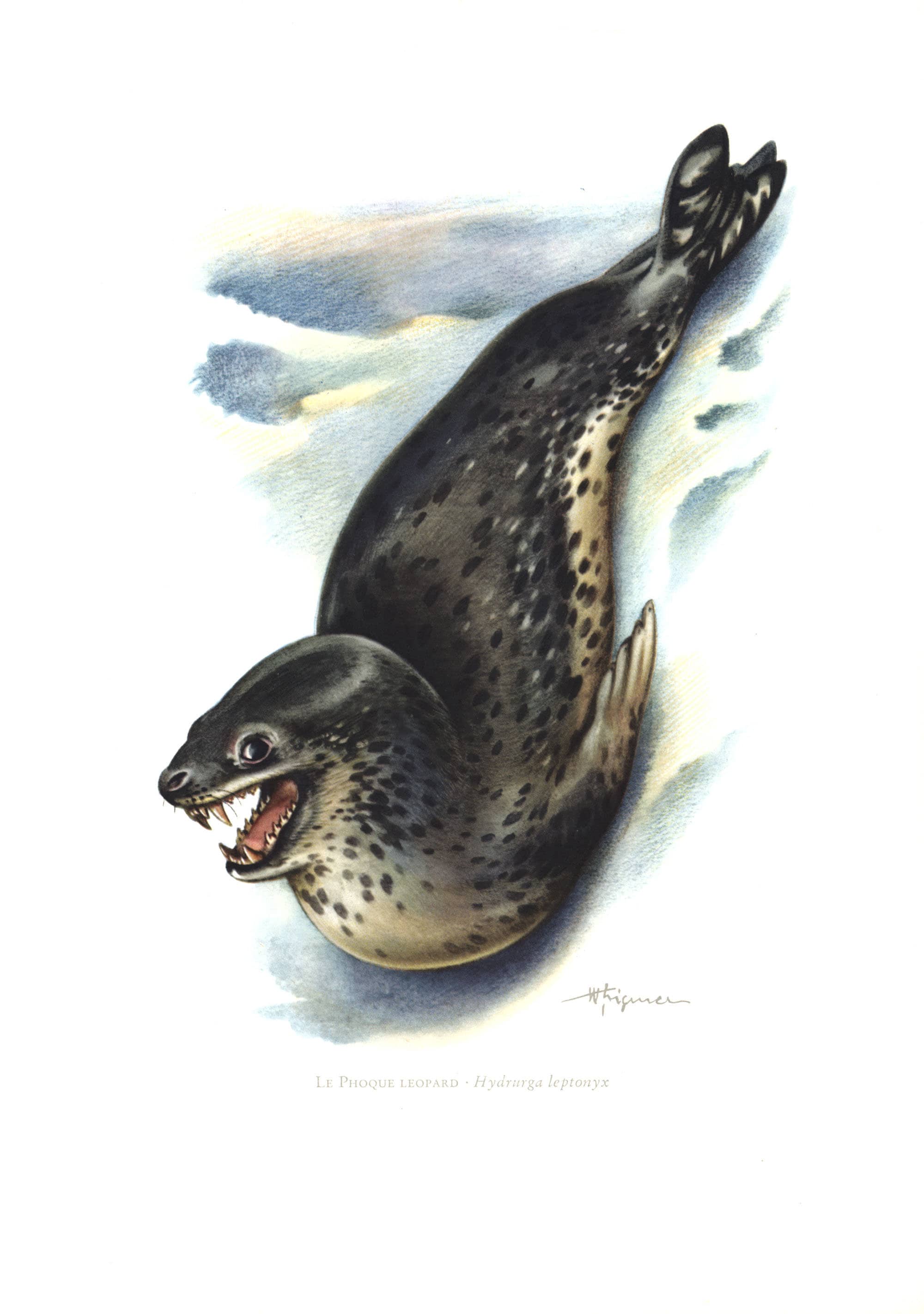 Leopard Seal Drawing