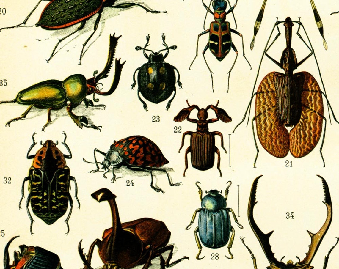 1900 Insect Antique Print Larousse Dragonfly Praying Mantis Entomology ...