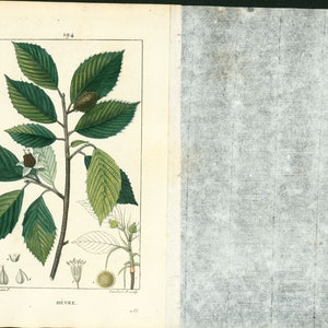 1814 Antique European Beech Leaf Tree Print Plant Natural History ...