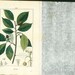 1814 Antique European Beech Leaf Tree Print Plant Natural History ...