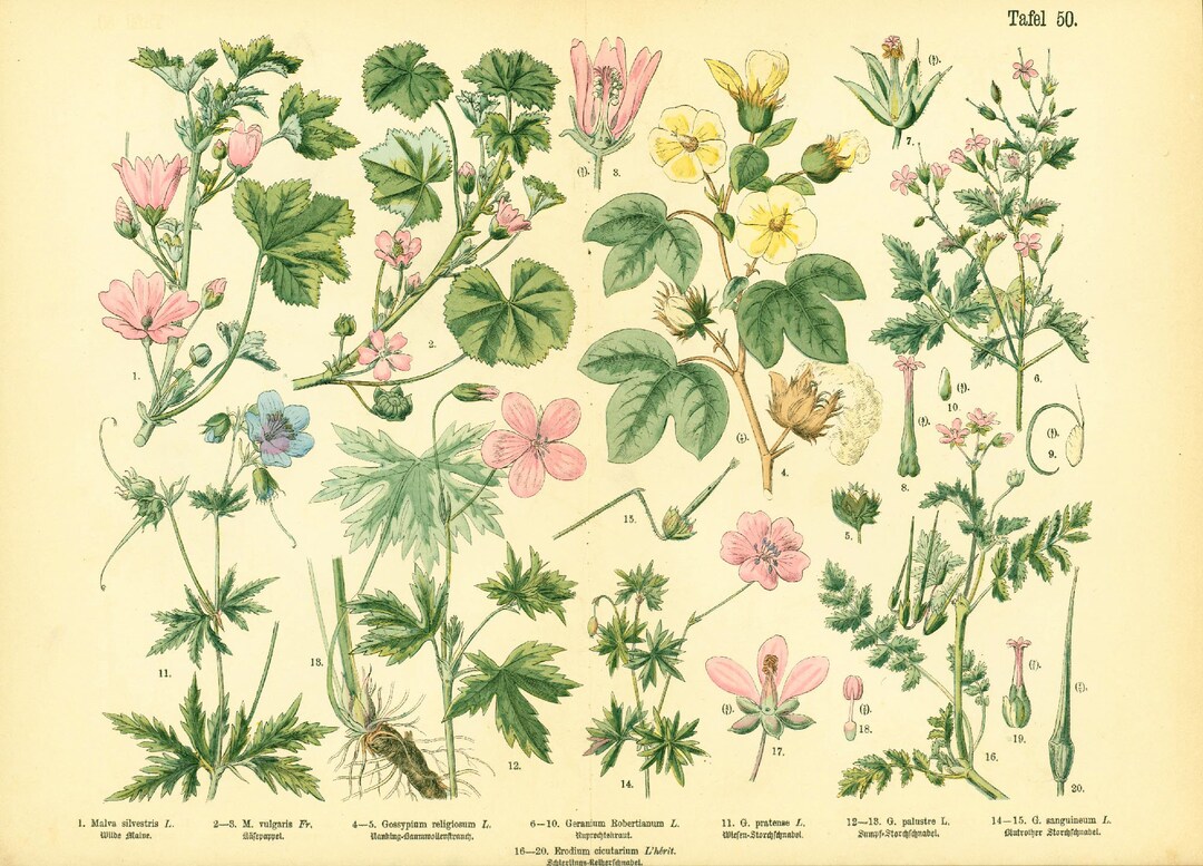 1885 Geranium and Malva Family Chart Gossypium Cotton Antique Botanical ...