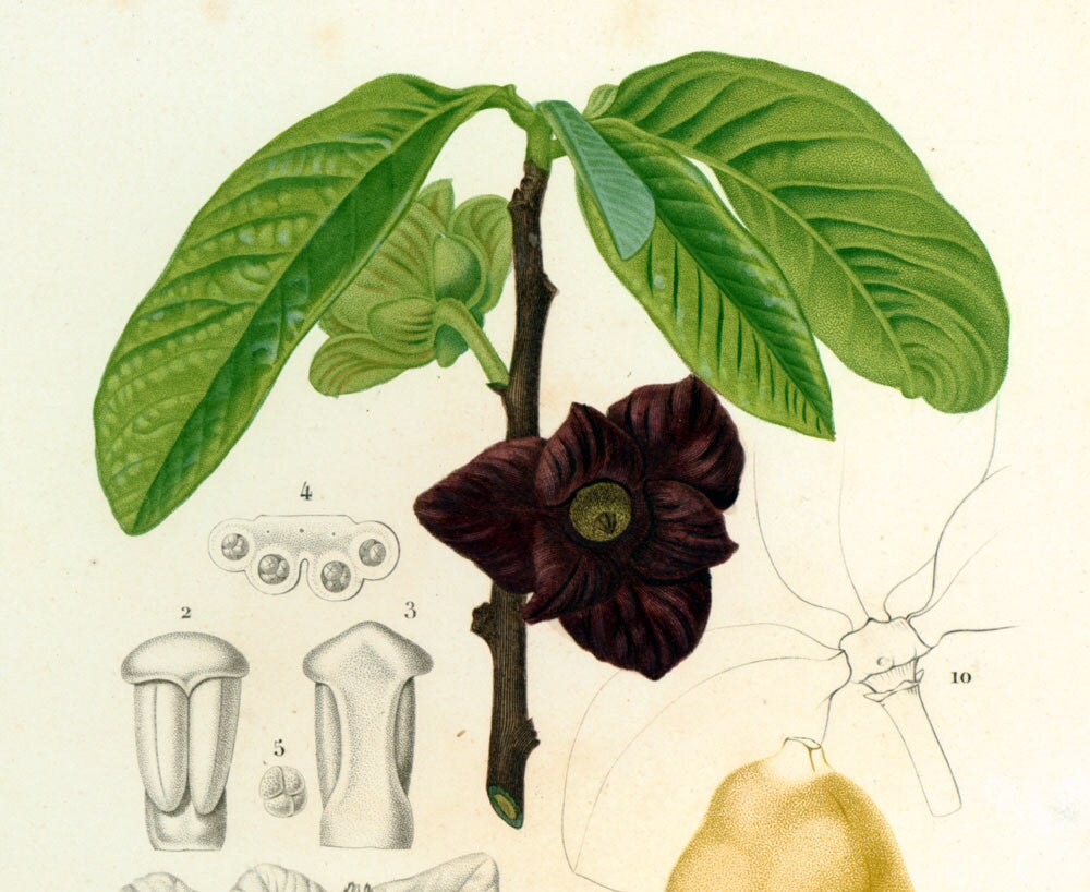 1861 Anona Orbigny Original Lithograph Antique Botanical - Etsy