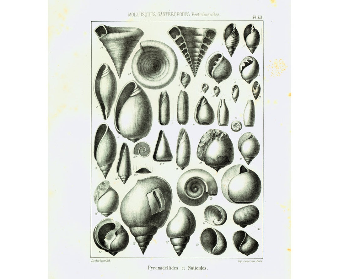 1853 Moon Snails Pyramid Shells Antique Fossil Mollusc XL Ocean Chart ...