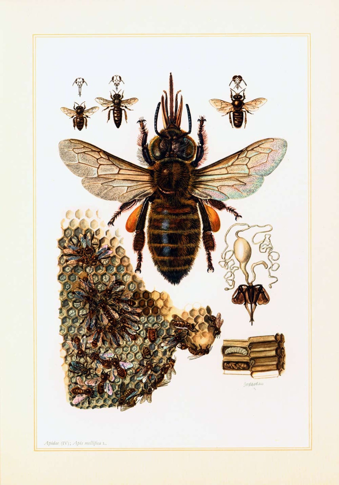 1960 Vintage Honey Bees Print. Apoidae Illustration. Insect. - Etsy