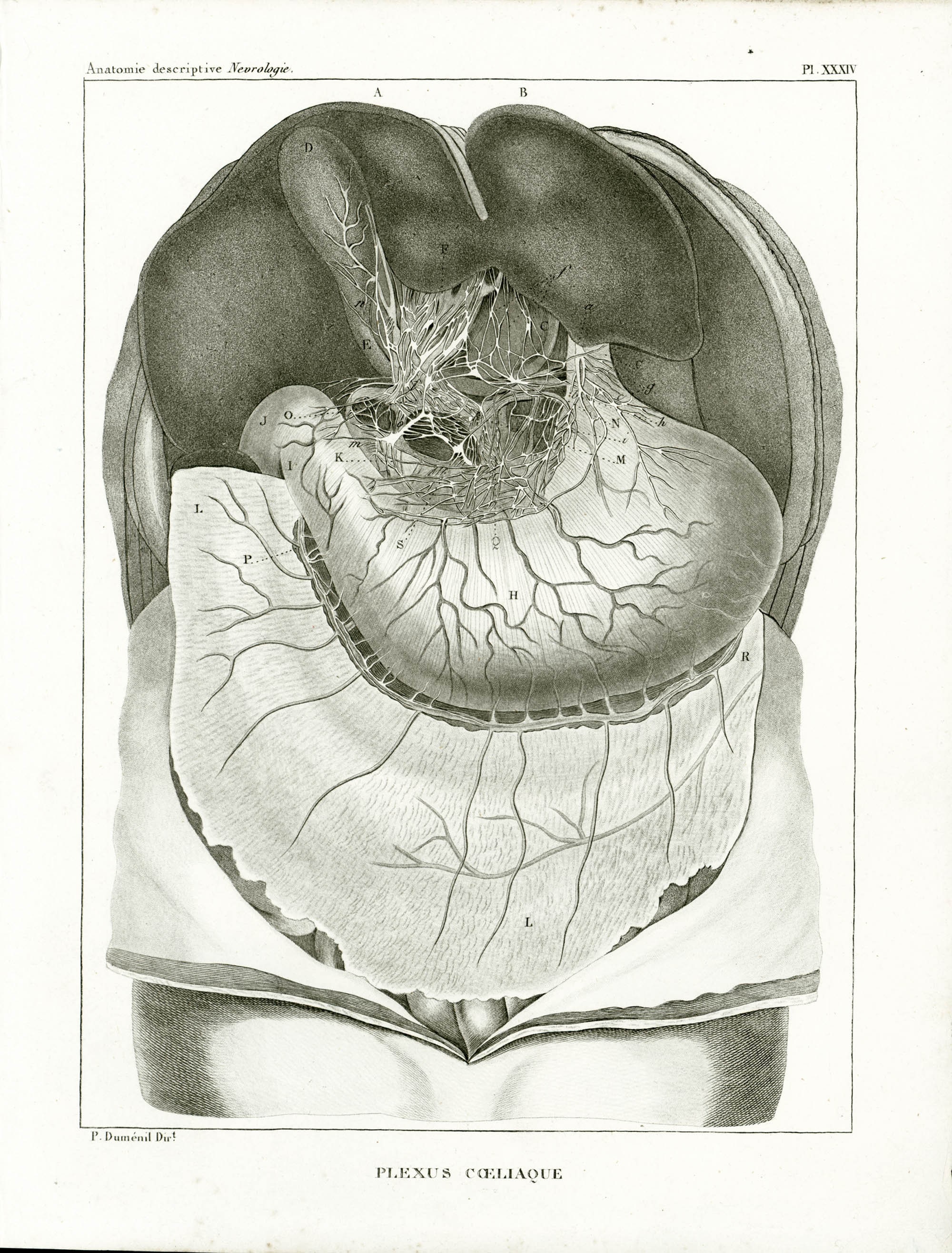 1835 Antique Celiac Solar Plexus Nervous System Print - Etsy UK