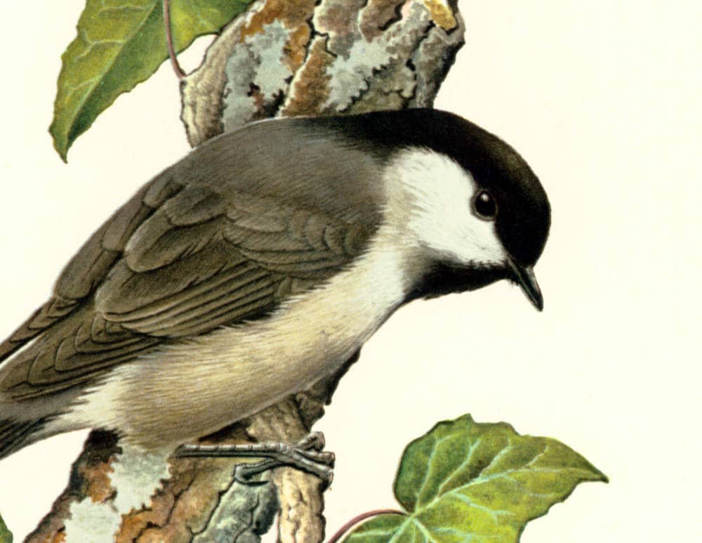 1969 Willow Tit Tit Vintage Bird Print Ornithology Nature Wall Art 1969-willow-tit-tit-vintage-bird-print-ornithology-nature-wall-art