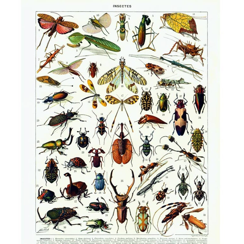 Insect Chart - Etsy