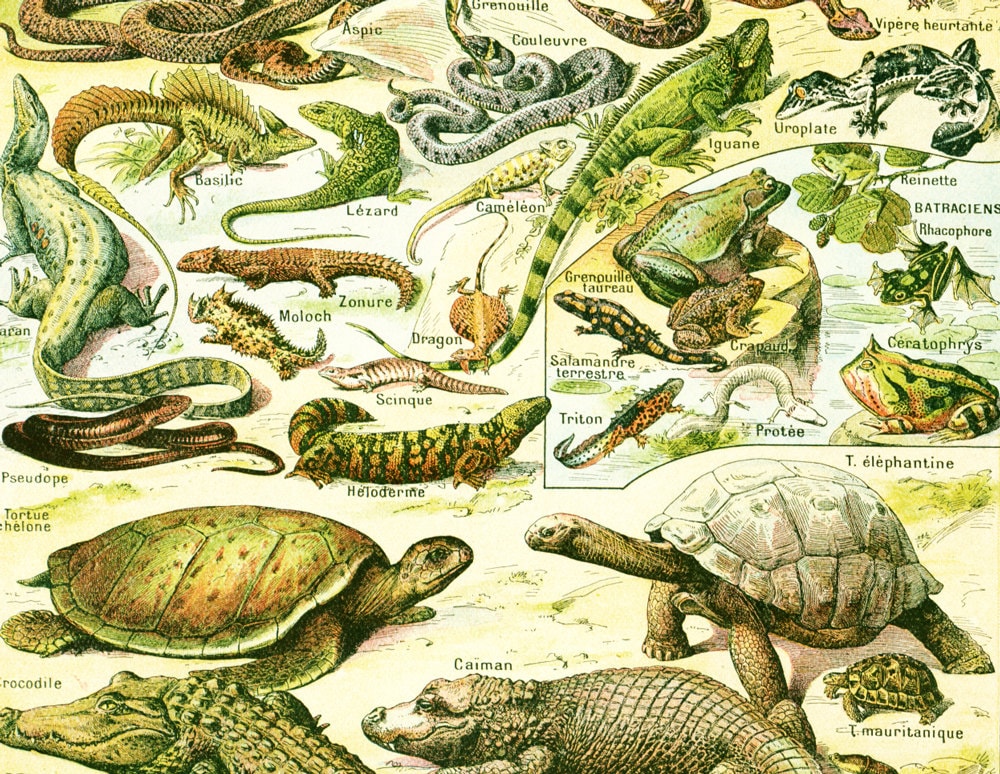 1930 Reptiles Antique Print French Larousse illustration | Etsy