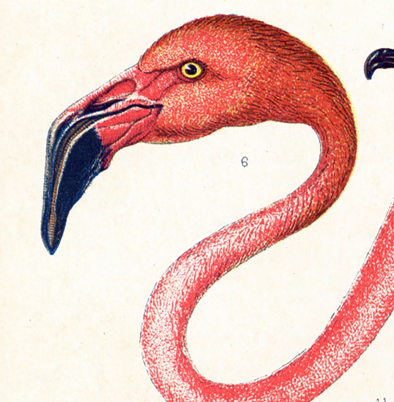 1890 Pink Flamingo, Puffin Shorebirds Avocets Stilt, Beak Feather ...