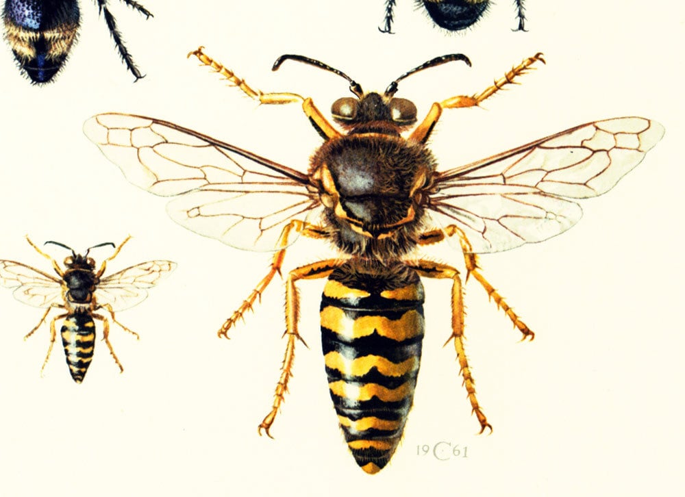 1960 Vintage Wasp Print. Antique Wasp Illustration. Insect - Etsy