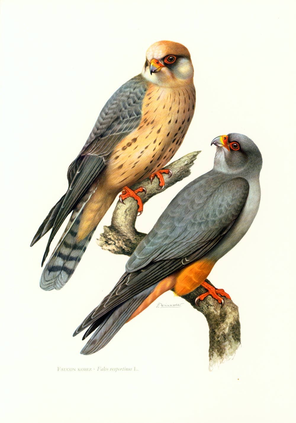 1961 Falcon Print, Red Footedfalcon Wall Art, Bird of Prey Illustration ...