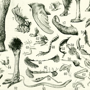 1897 Les différents types de Pattes. Zoologie. Histoire - Etsy France