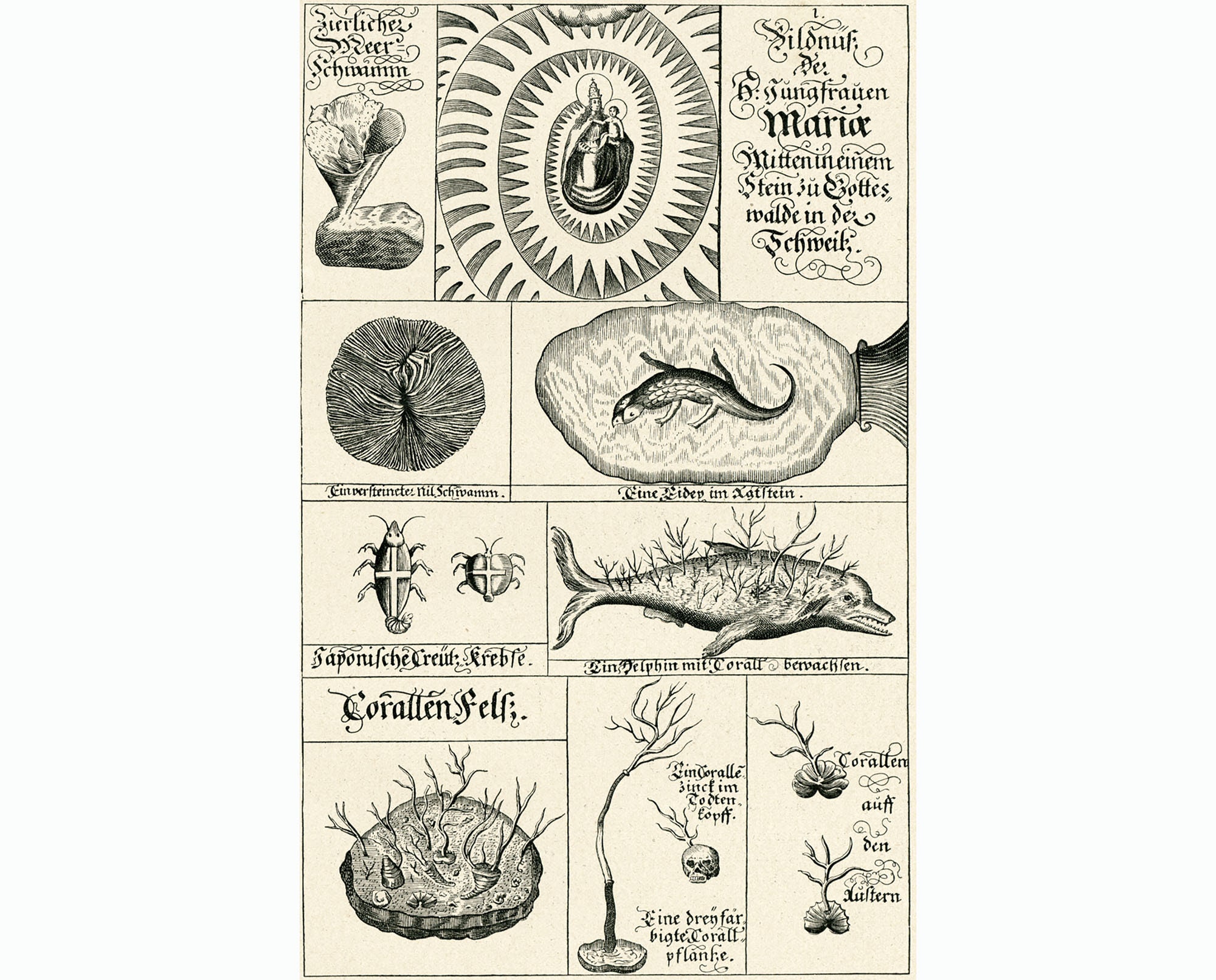 1908 Bestiary Antique Print Original Vintage Illustration Wall - Etsy