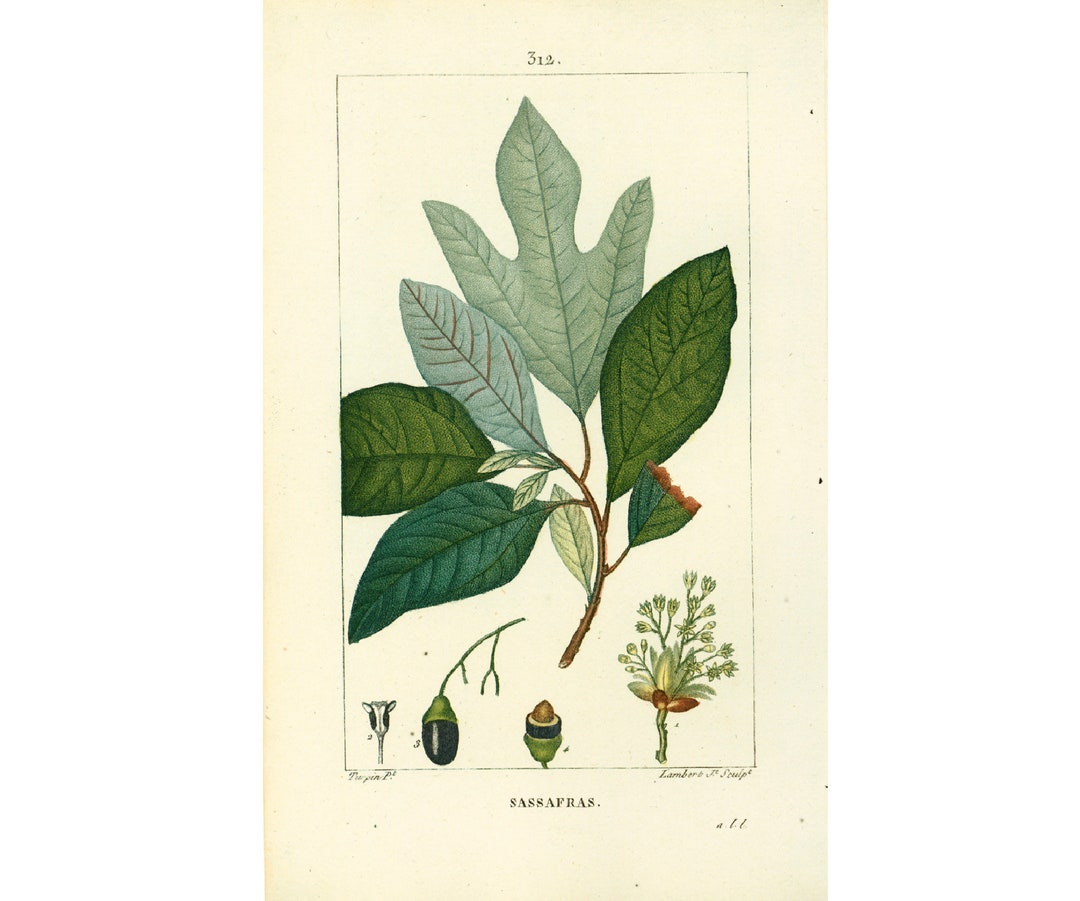 1814 Sassafras Albidum Antique Herbalism Print Plant Natural History ...