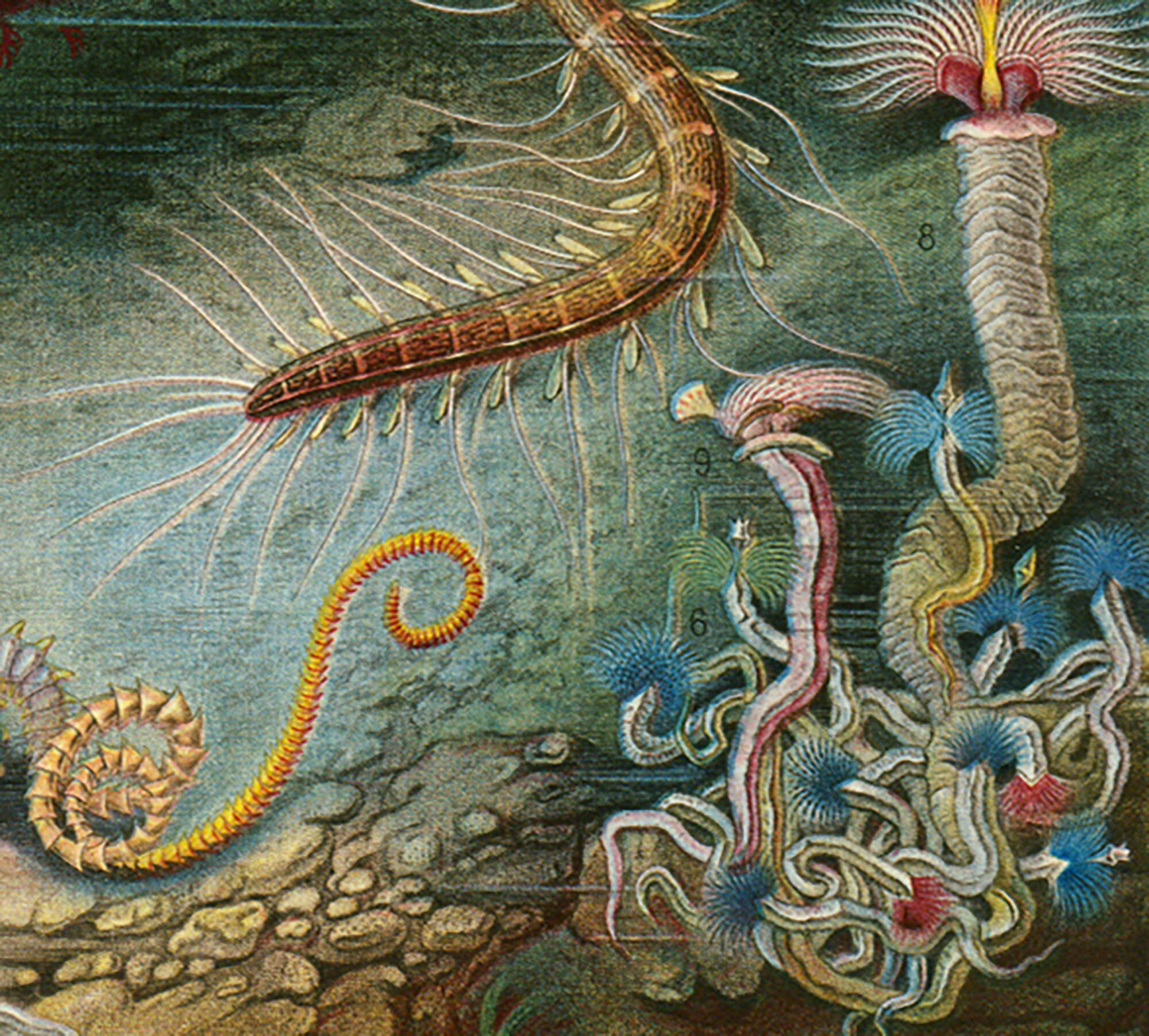 1881 Antique Worms Print French Encyclopedia Illustration | Etsy