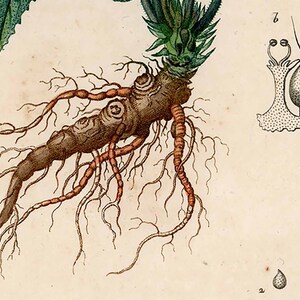 1831 Antique Dorstenia Contrayerva Print Native Plant Natural History ...