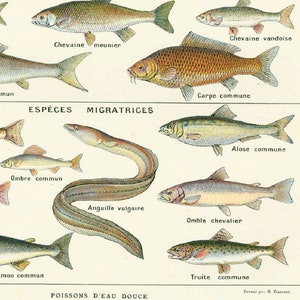 1922 Poissons d'Eau Douce. Aquaculture. Planche illustrée Larousse ...