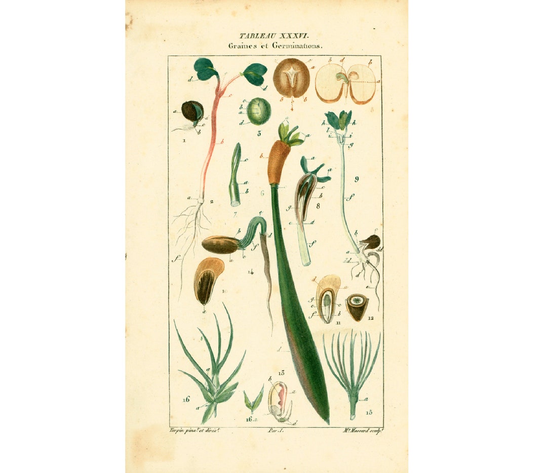 1814 Seed Germination, Plant Anatomy Antique Print, Flowering Plant ...
