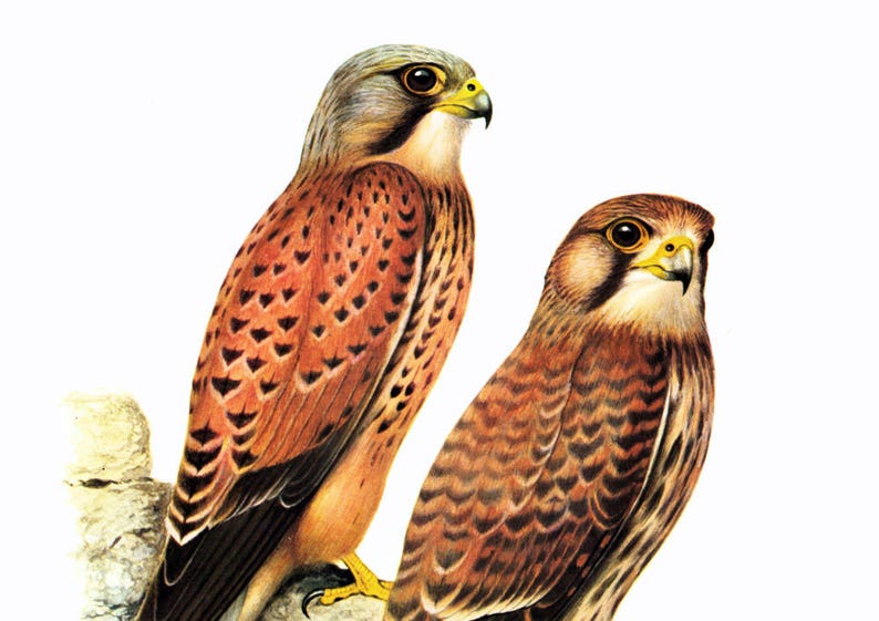 1969 Falcon Kestrel Wall Art Falcon Print Bird of Prey | Etsy