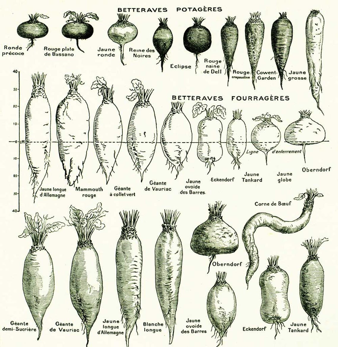 1922 Antique Beetroot Print Sugar Beet Cultivar Vegetables - Etsy