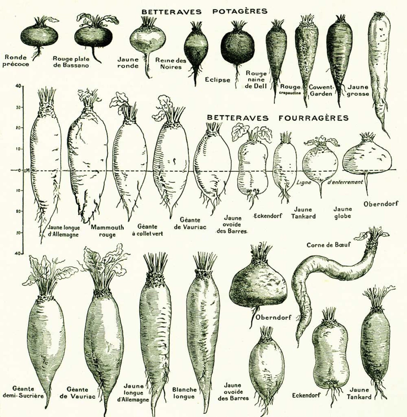 1922 Antique Beetroot Print Sugar Beet Cultivar Vegetables - Etsy