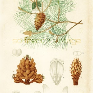 1861 Maritime Pine Antique Engraving Hand colored Original | Etsy