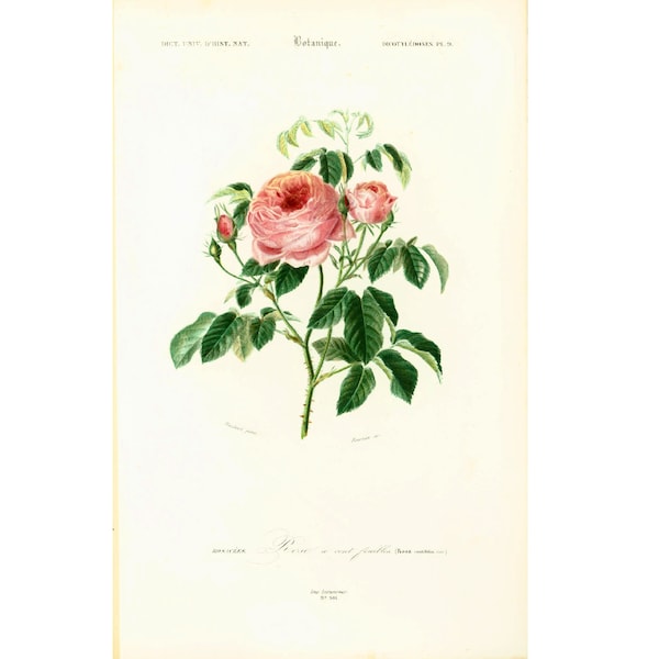 Antique Rose Print - Etsy