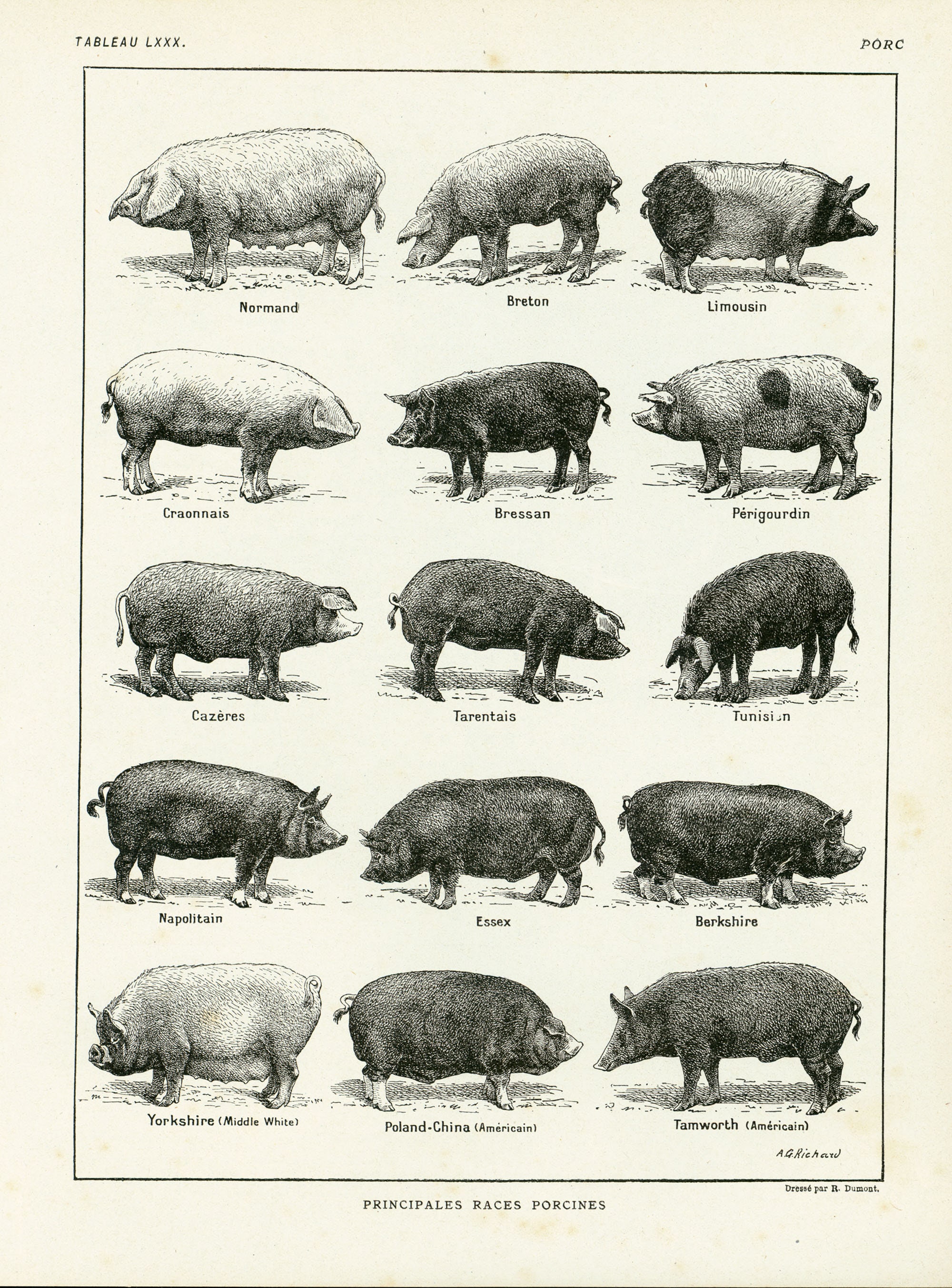 1922 Antique PIG Print, Swine, Hogs, Vintage Farm Animals, Original ...