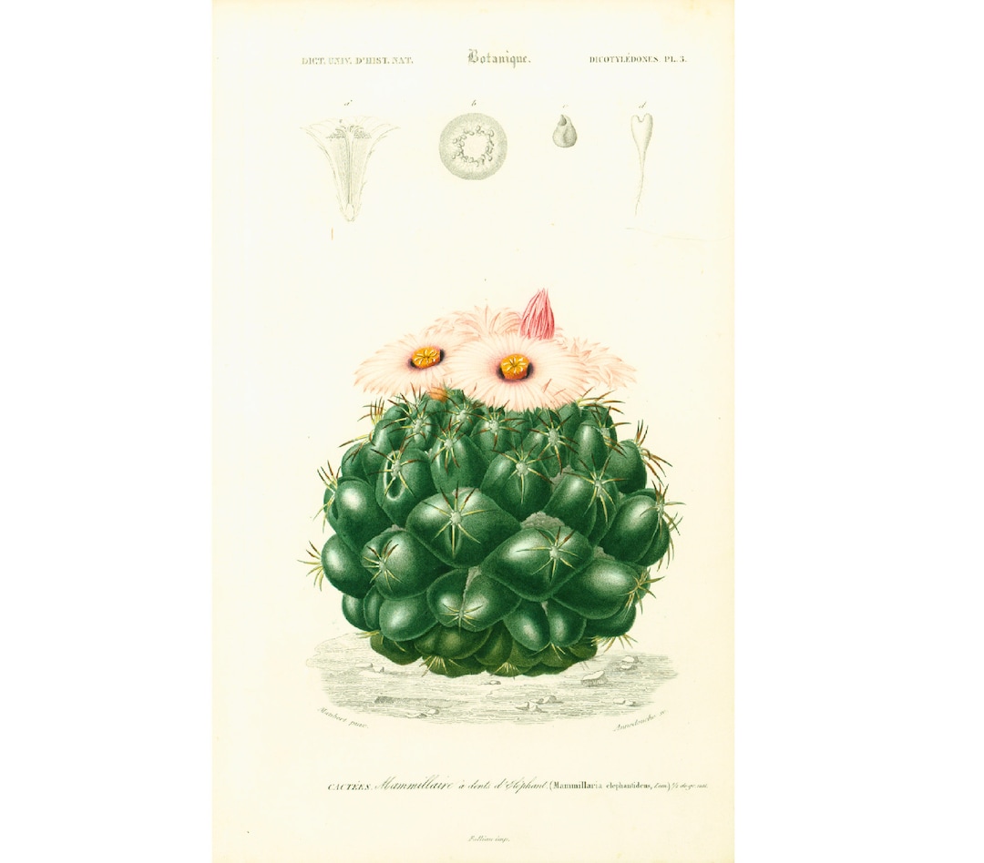 1861 Cactus Elephant's Tooth by Orbigny Original Antique Botanical ...