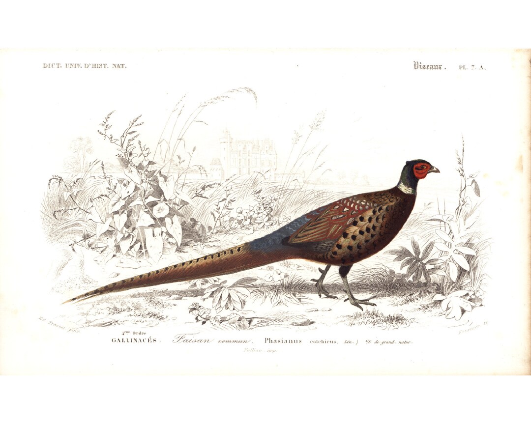 1861 Pheasant, Orbigny Antique Engraving, Hand Colored Original Print ...