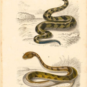 1861 Rattle Snake Antique Engraving, Original Print, Natural History ...