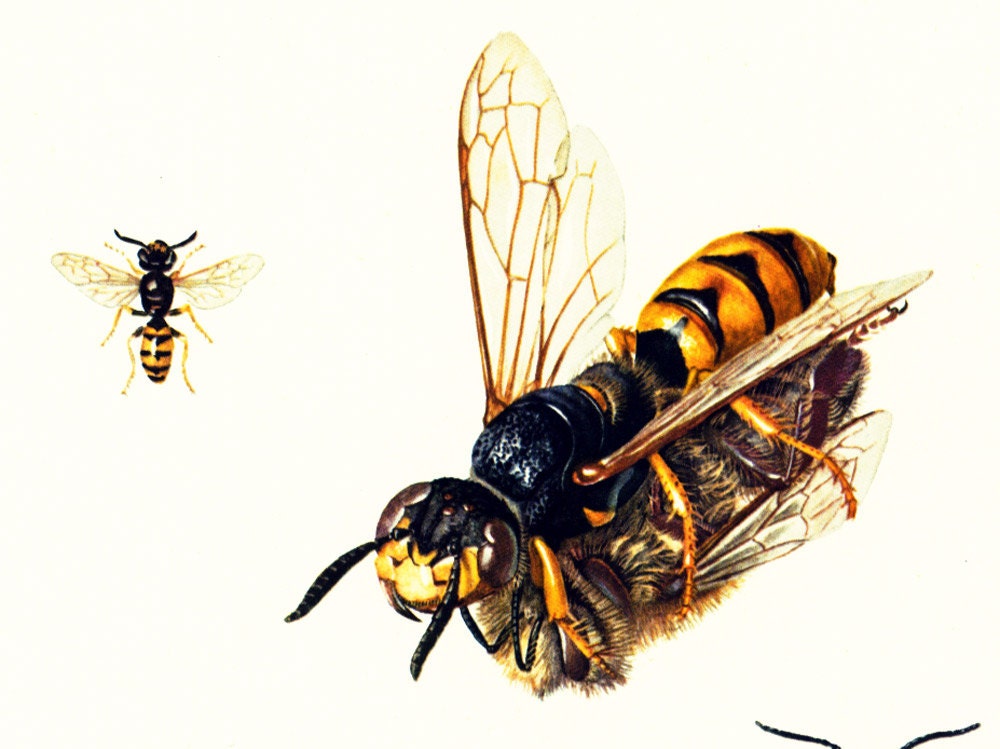 1960 Vintage Wasp Print. Antique Wasp Illustration. Insect - Etsy