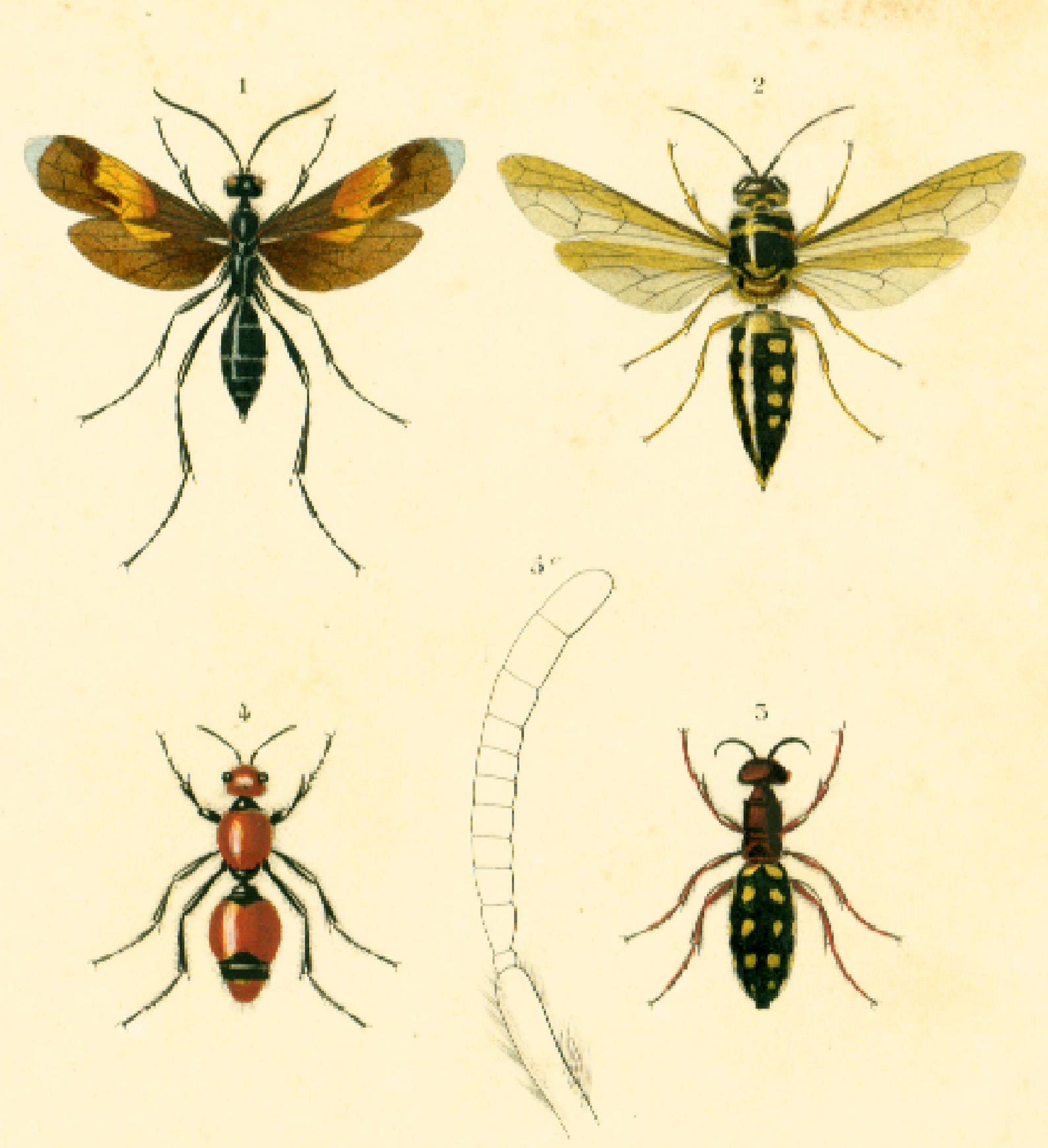 1861 Original Print Wasp Insects Diptera Orbigny Antique Print Hand ...