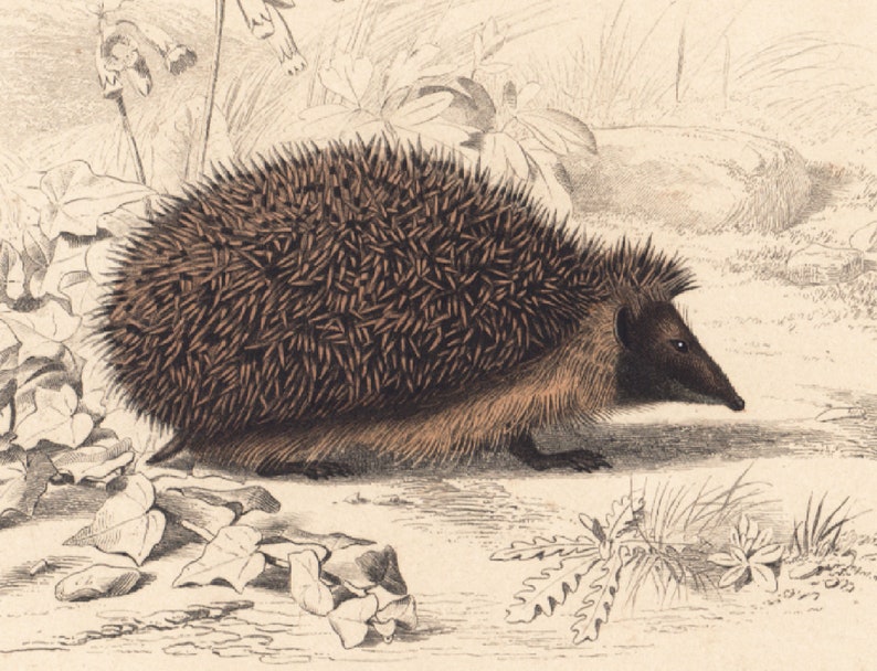 1861 Hedgehog Antique Engraving Hand Colored Original - Etsy