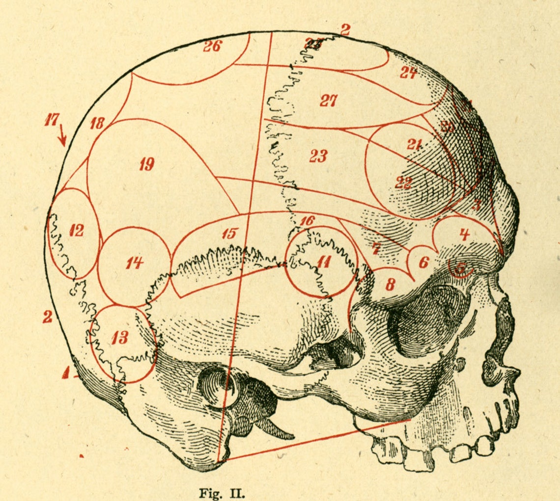 1908 Antique Skull Print Human Anatomy Phrenology Original - Etsy