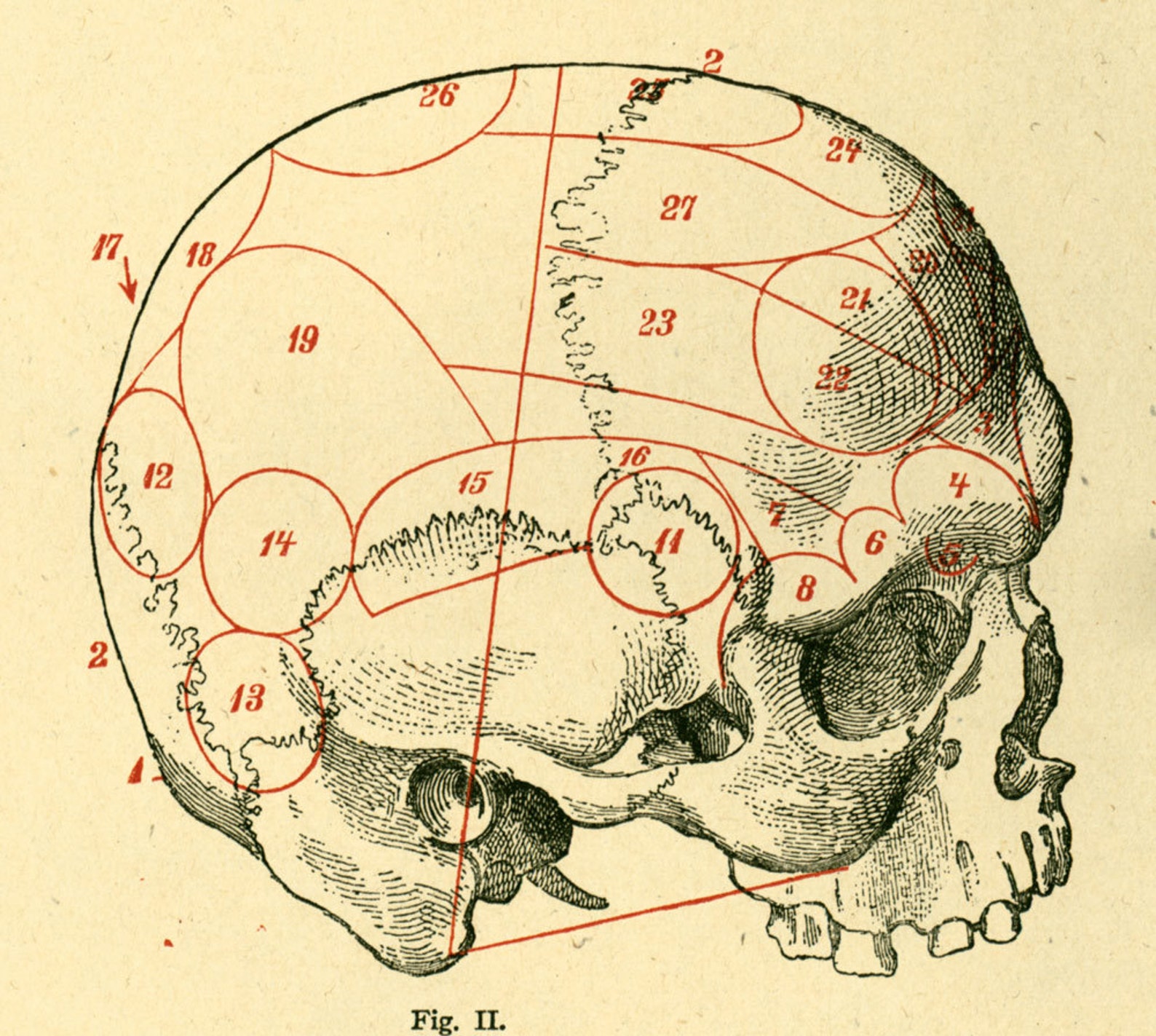 1908 Antique Skull Print Human Anatomy Phrenology Original - Etsy