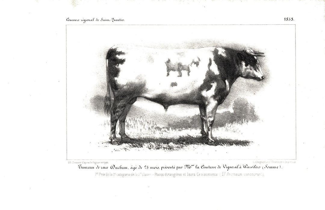 1853 Durham Bull Antique Cow Breeds Print Taurine Beef Cattle Farming ...