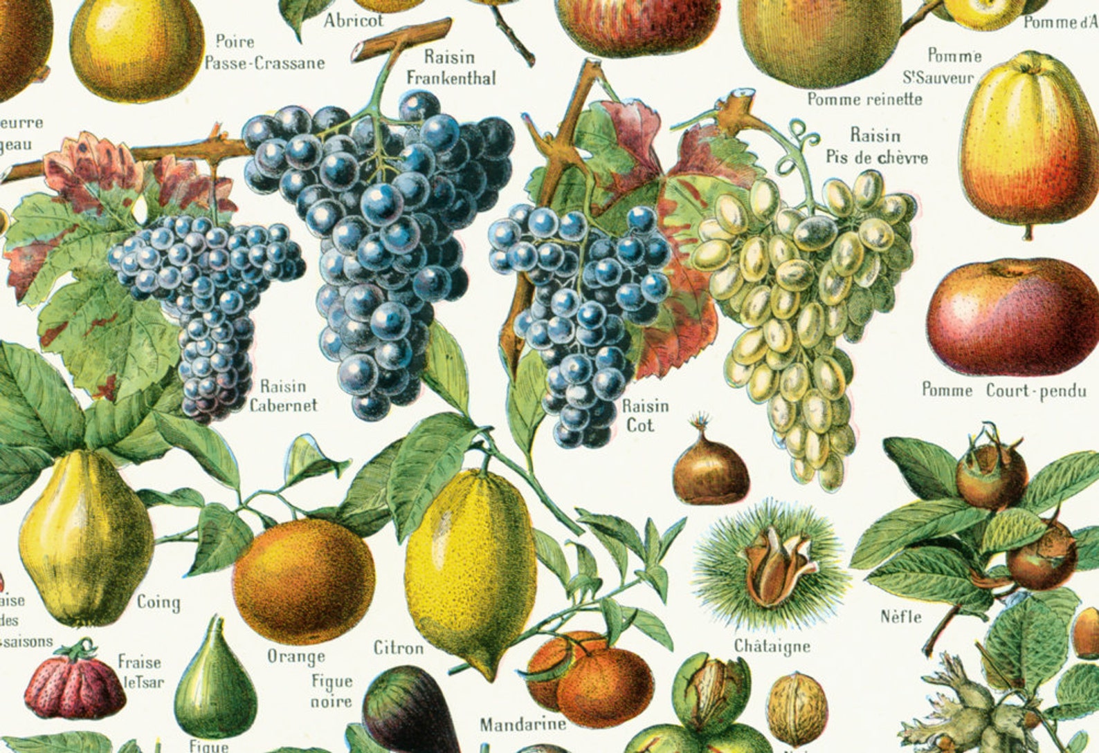 1930 Antique Fruit Print Vintage Fruit Illustration Larousse - Etsy
