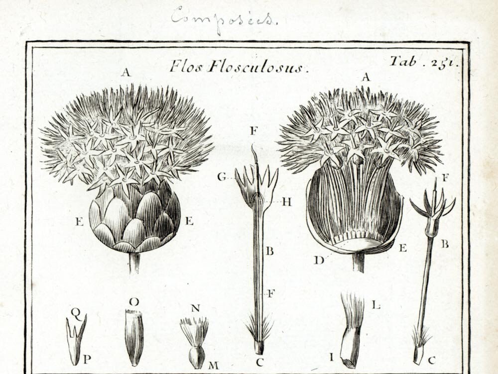 1797 Anatomy Dandelion Flower Cornflower Anther Ovary Stigma Morphology ...
