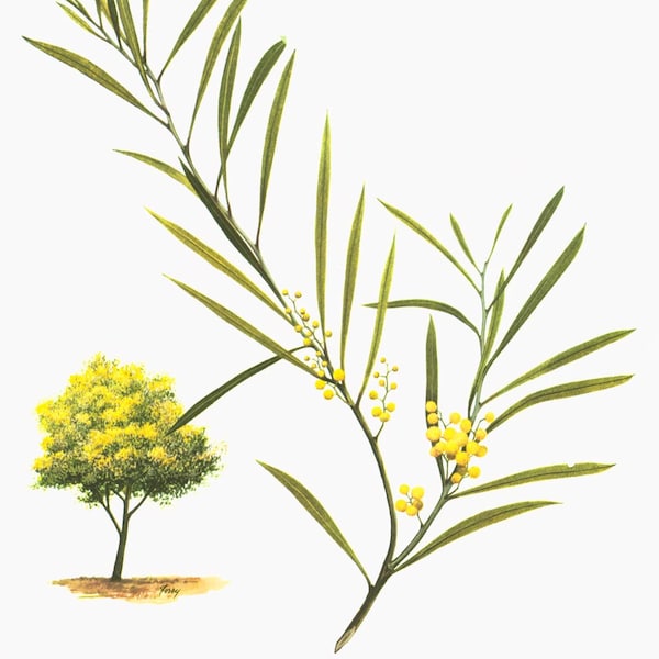 Wattle Drawing - Etsy Australia