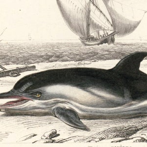 1861 Dolphin Antique Engraving, Marine Mammals and Sea Life Original ...