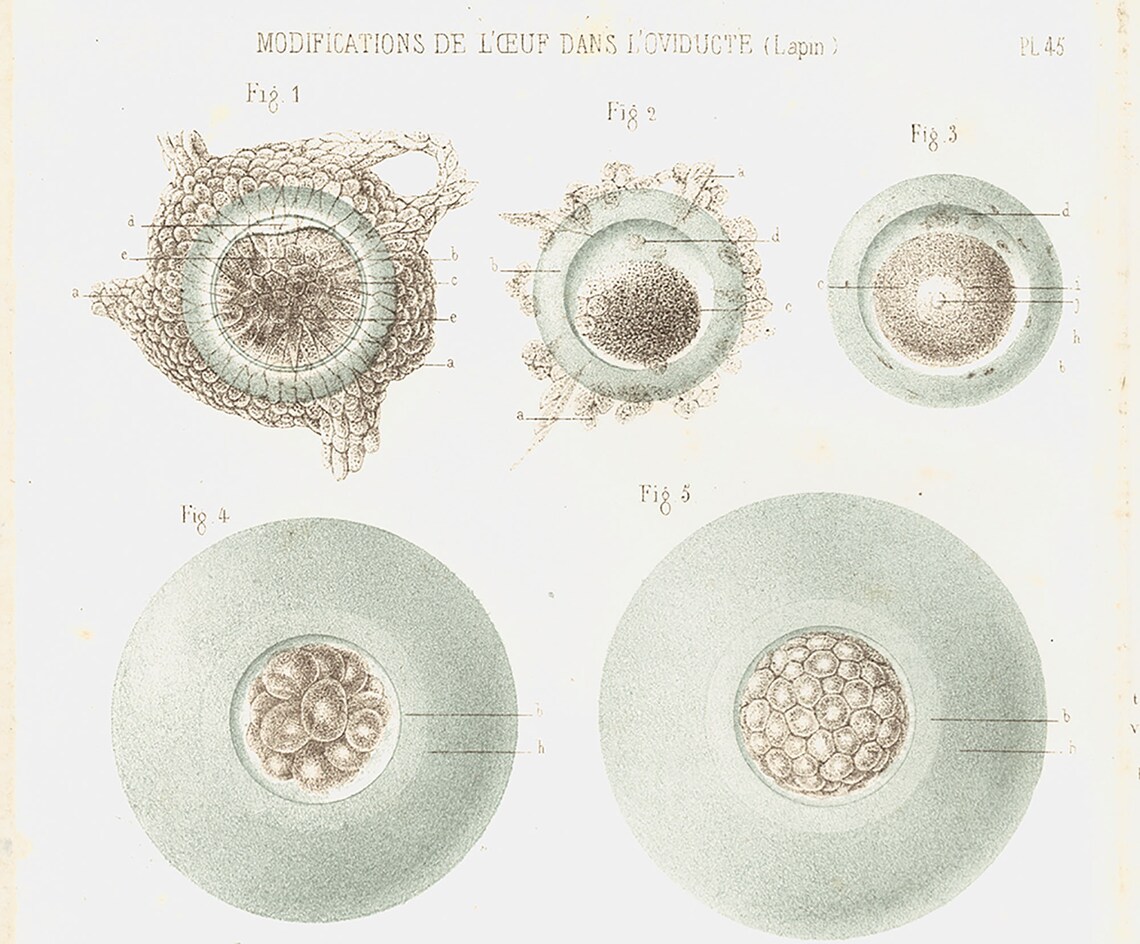 1865 Embryogenèse Phases du développement embryonnaire | Etsy