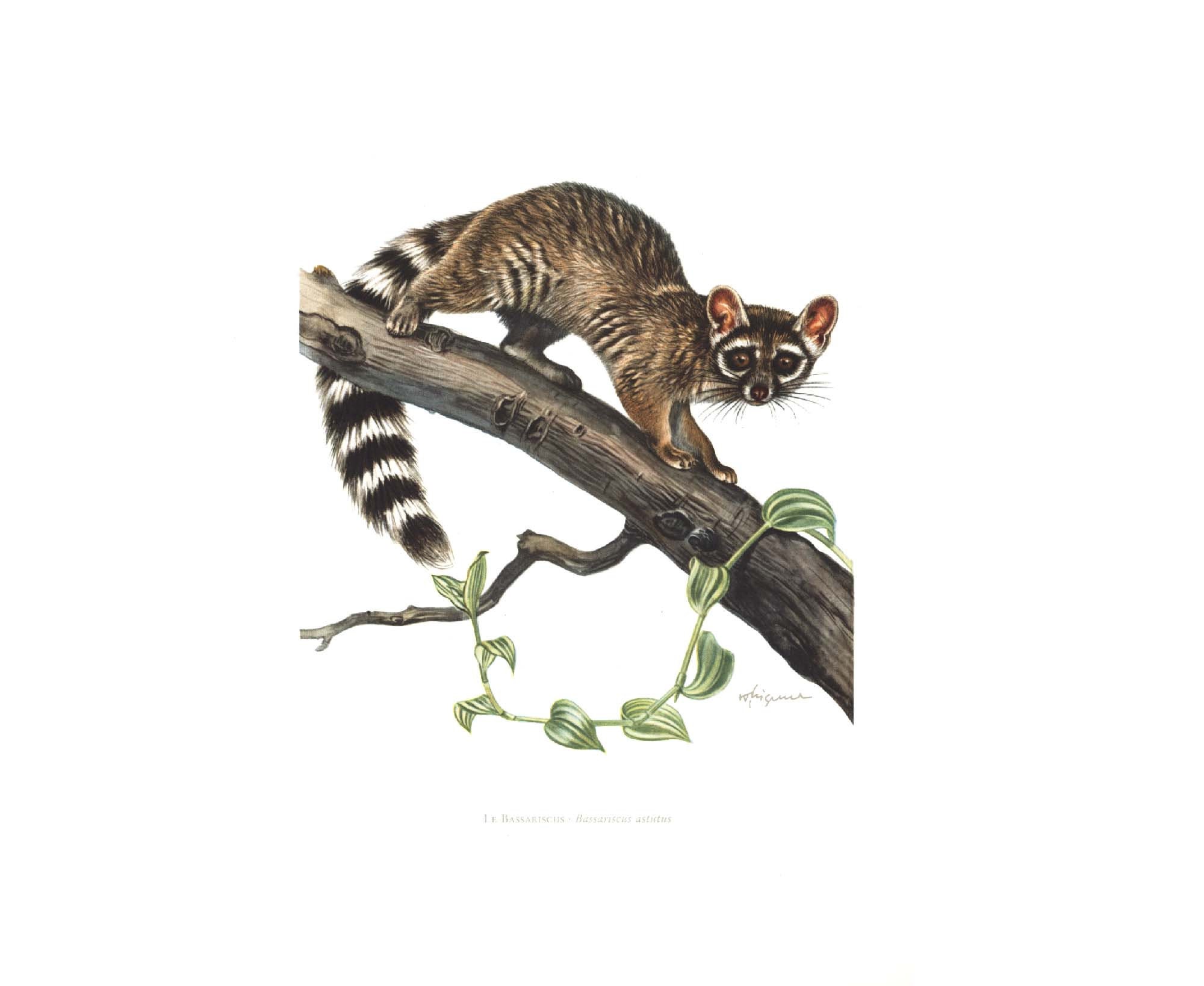 Ringtail Cat Drawing