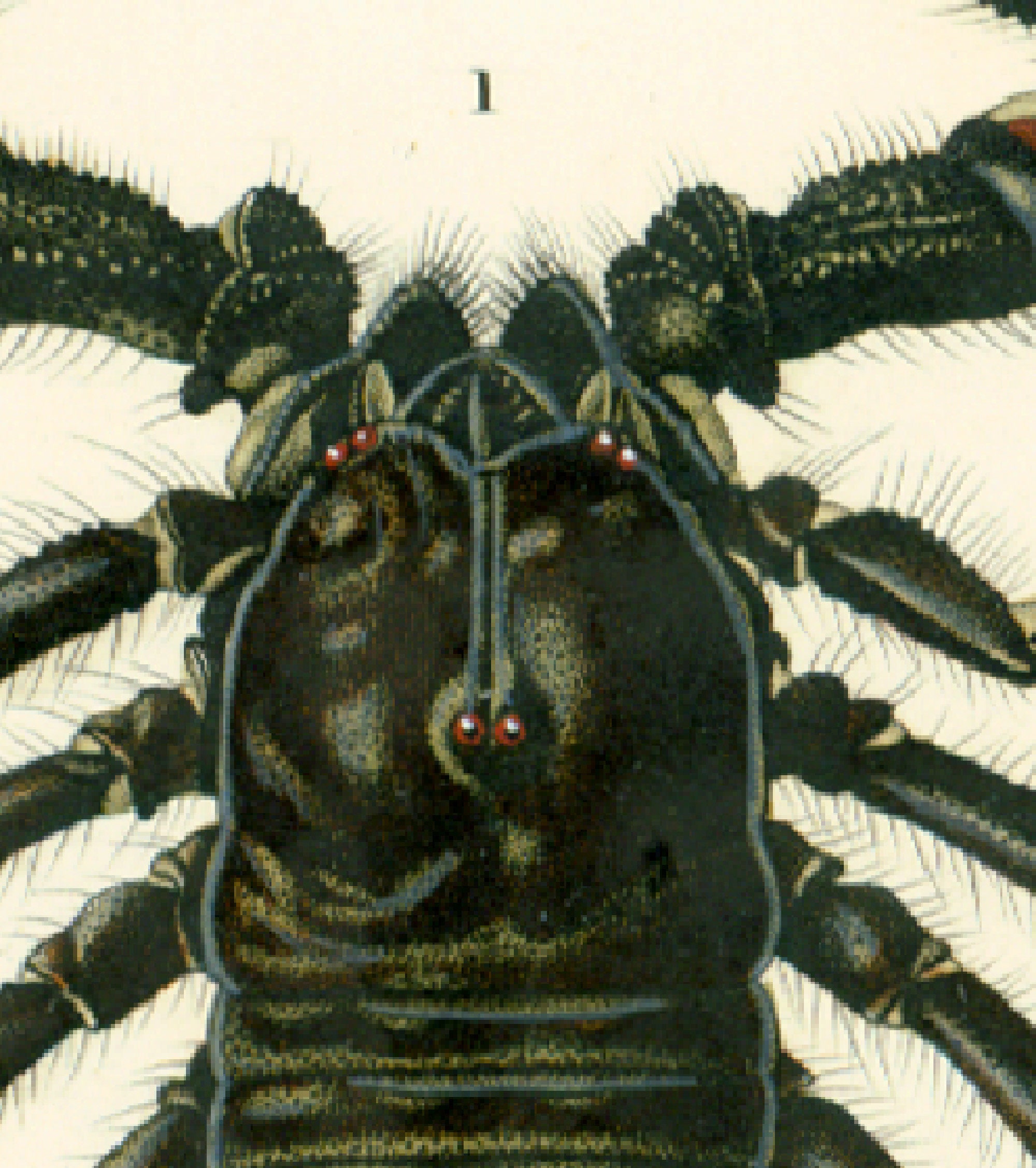 1861 Scorpion Antique Engraving, Orbigny Original Print, French Antique ...