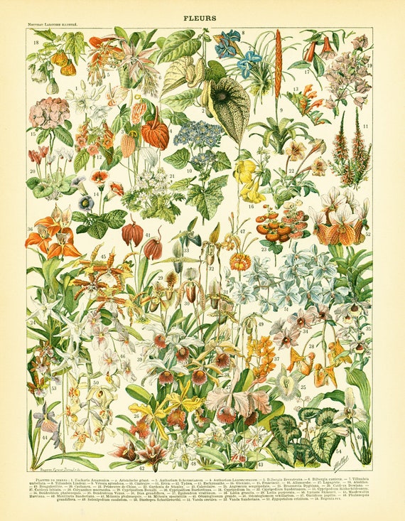 1897 Antique Orchid Botanical Chart Print. Authentic 19th - Etsy