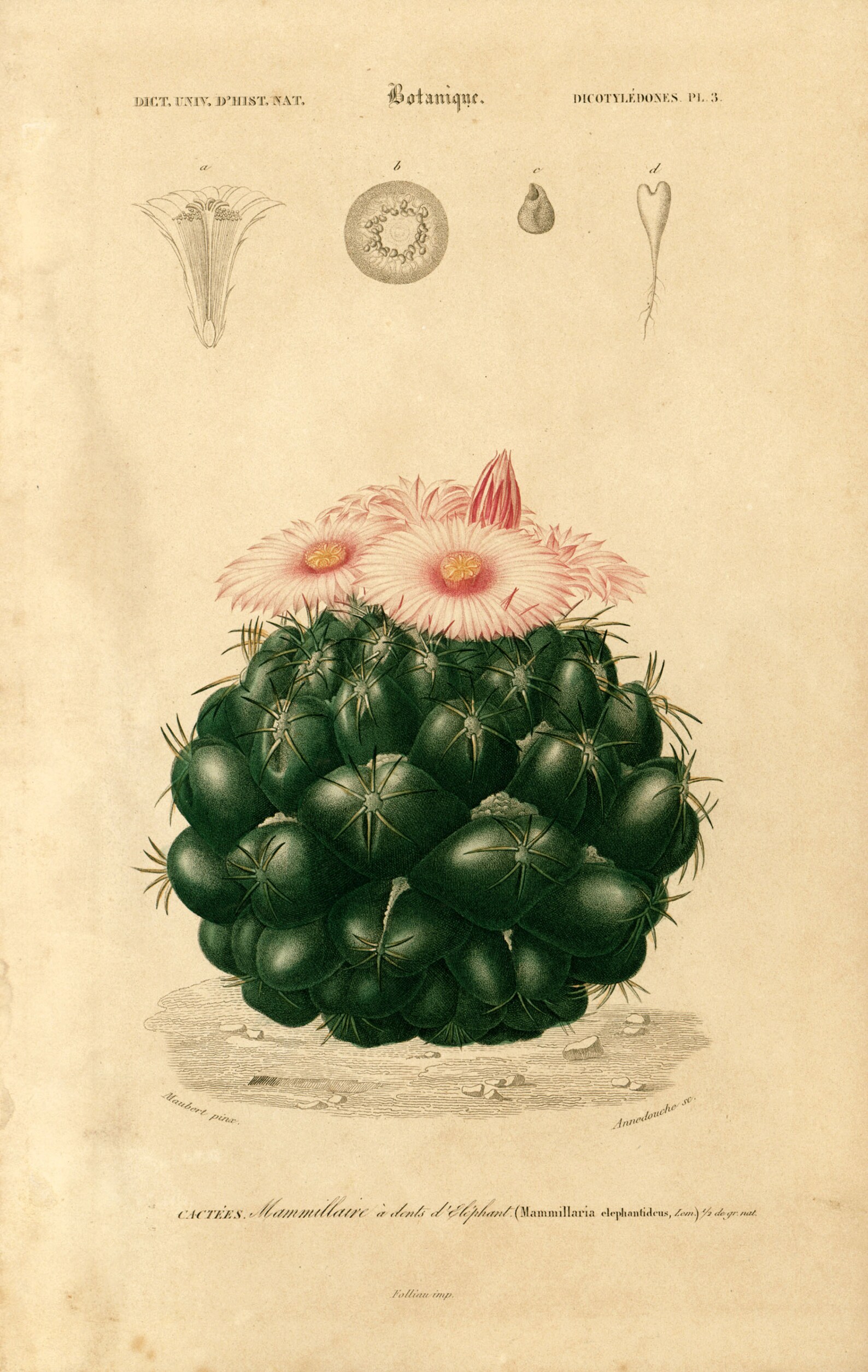 1861 Cactus elephant's tooth by Orbigny Original Antique | Etsy