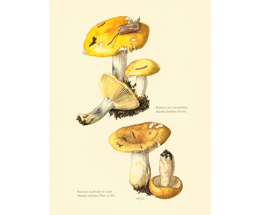 1962 Russula Vesca Bare-toothed Russula the Flirt Fungi Art Print ...