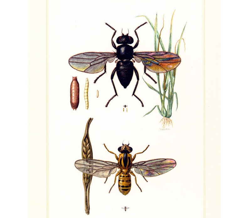 1960 Oscinella Frit. Flies Cereals Crops Parasite Vintage - Etsy