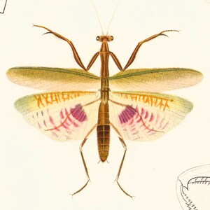 1861 Mantis Antique Engraving Hand Colored Original Antique Print Wall ...